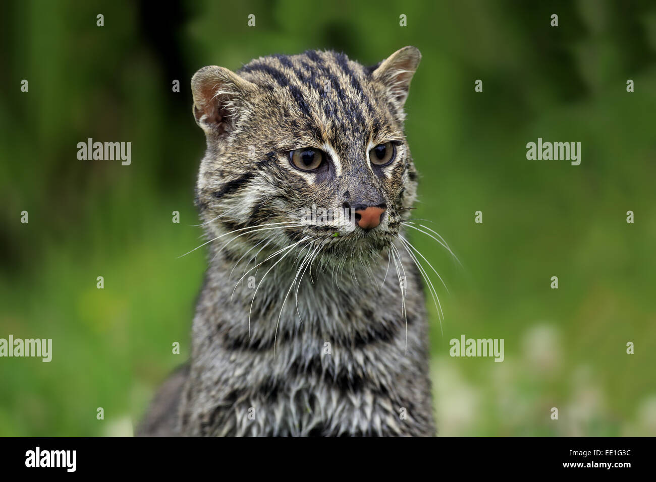 Fishing cat felis viverrina hi-res stock photography and images - Alamy