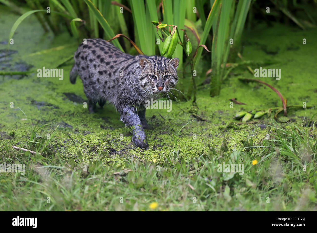Prionailurus viverrina hi-res stock photography and images - Alamy