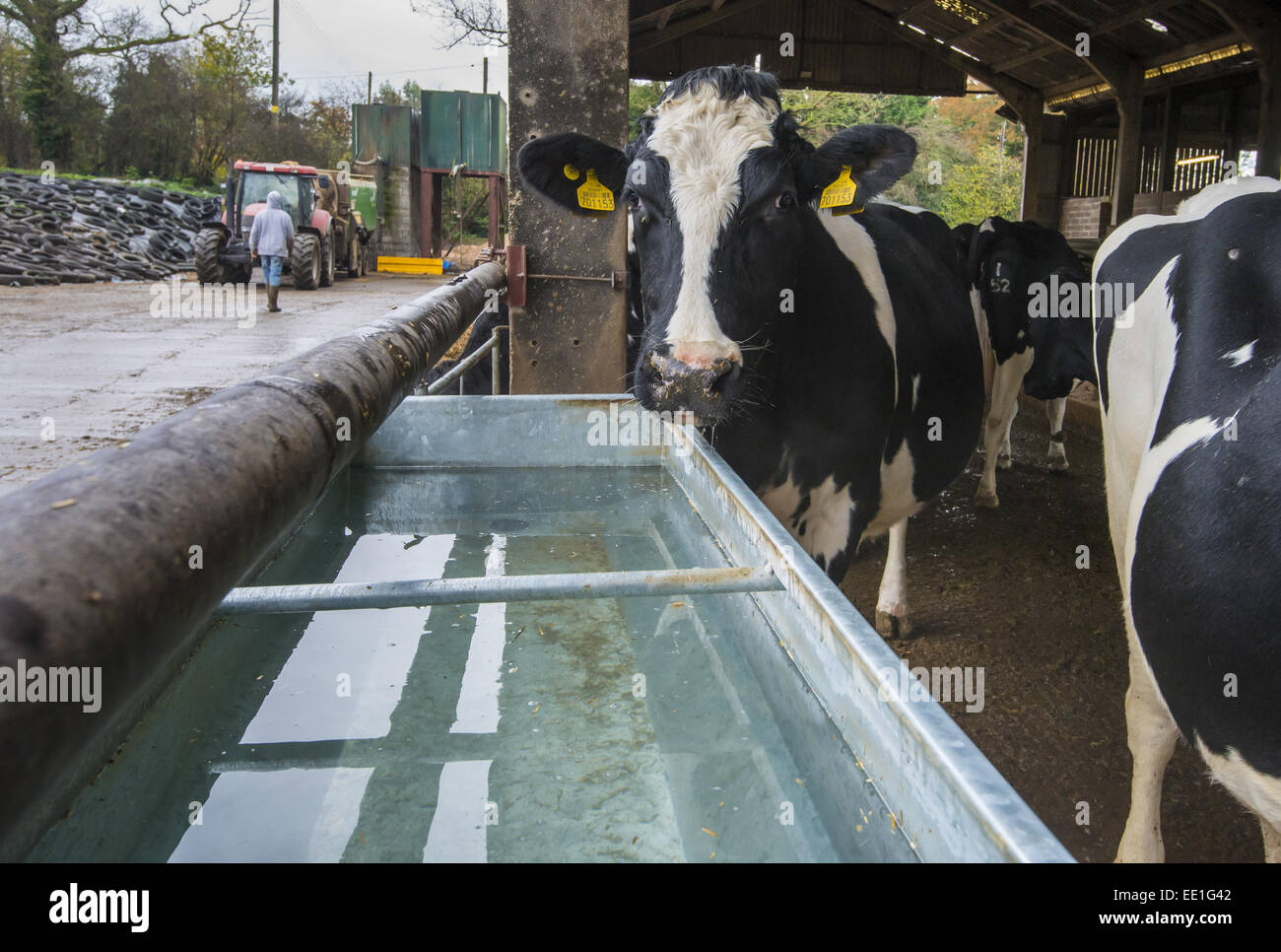 Domestic Cattle, Holstein dairy cows, standing in housing with clean ...
