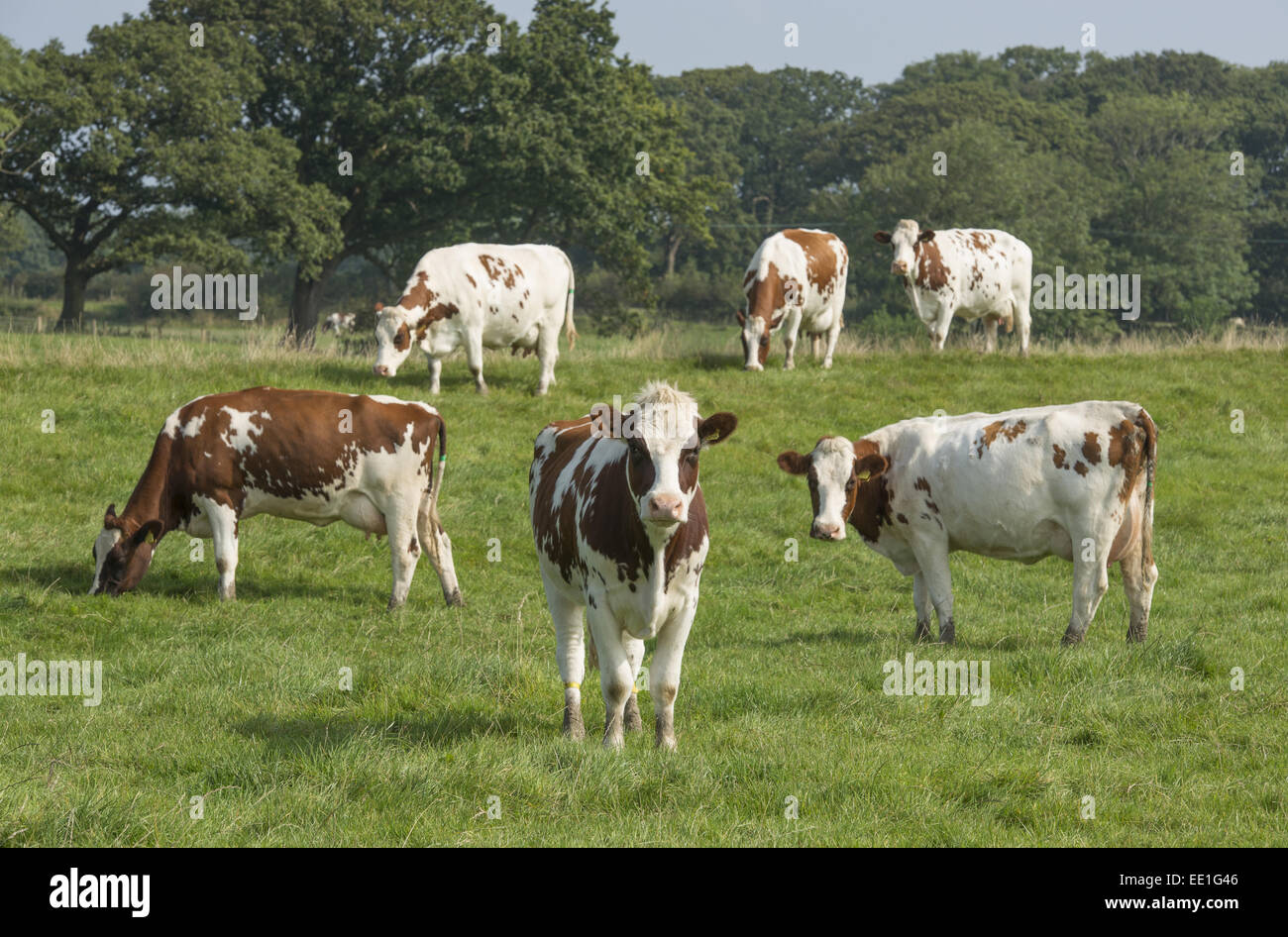 Six cows hi-res stock photography and images - Alamy