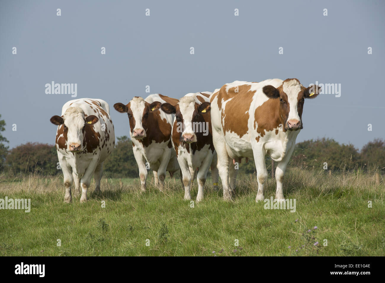 Mri cattle hi-res stock photography and images - Alamy