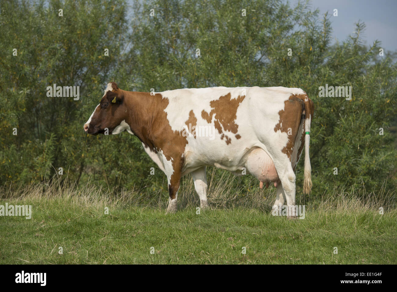 Domestic Cattle, Meuse-Rhine-Issel, dairy cow, standing in pasture ...