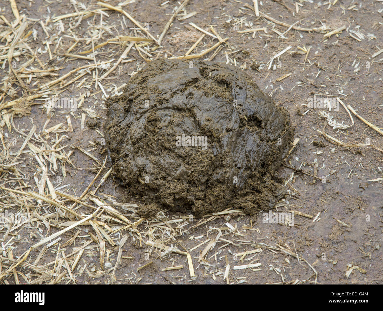 Cow pat poo dung hi-res stock photography and images - Alamy