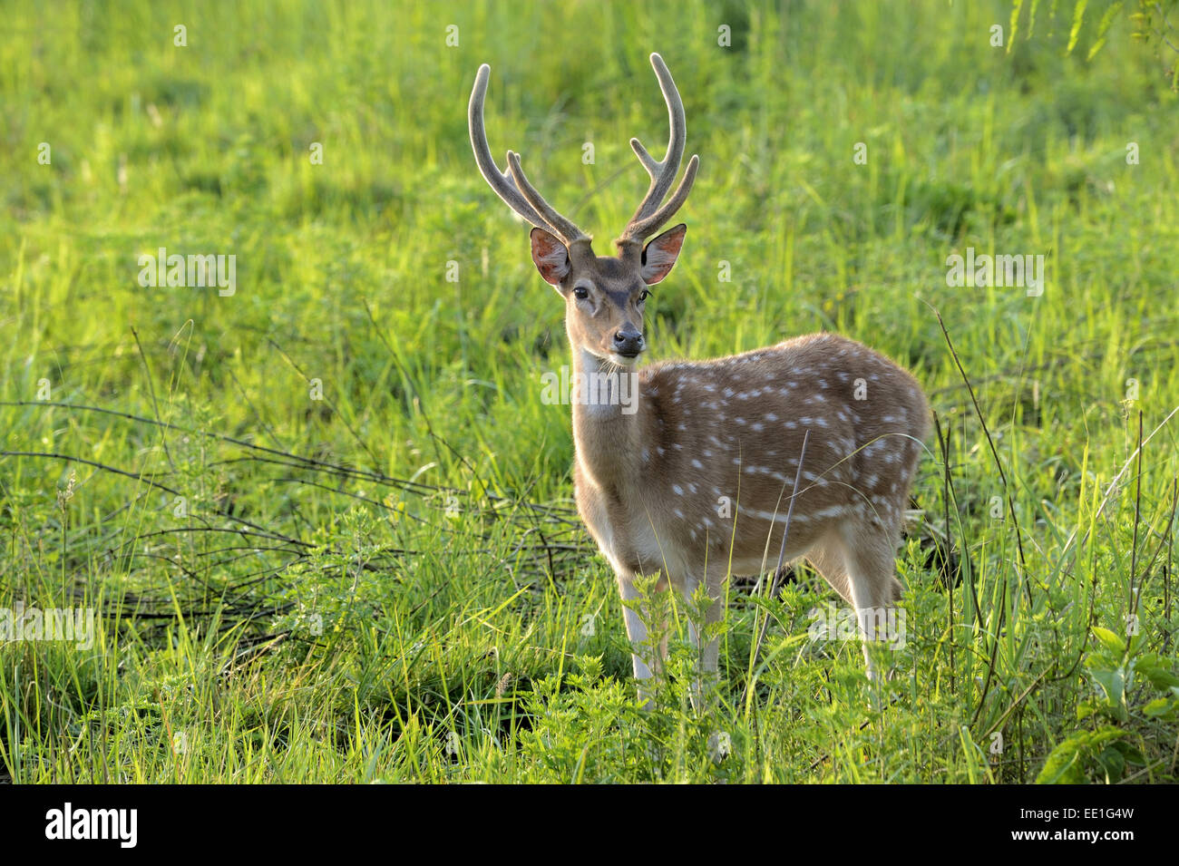 Spotted Deer (Axis axis) adult male, with antlers in velvet, standing ...