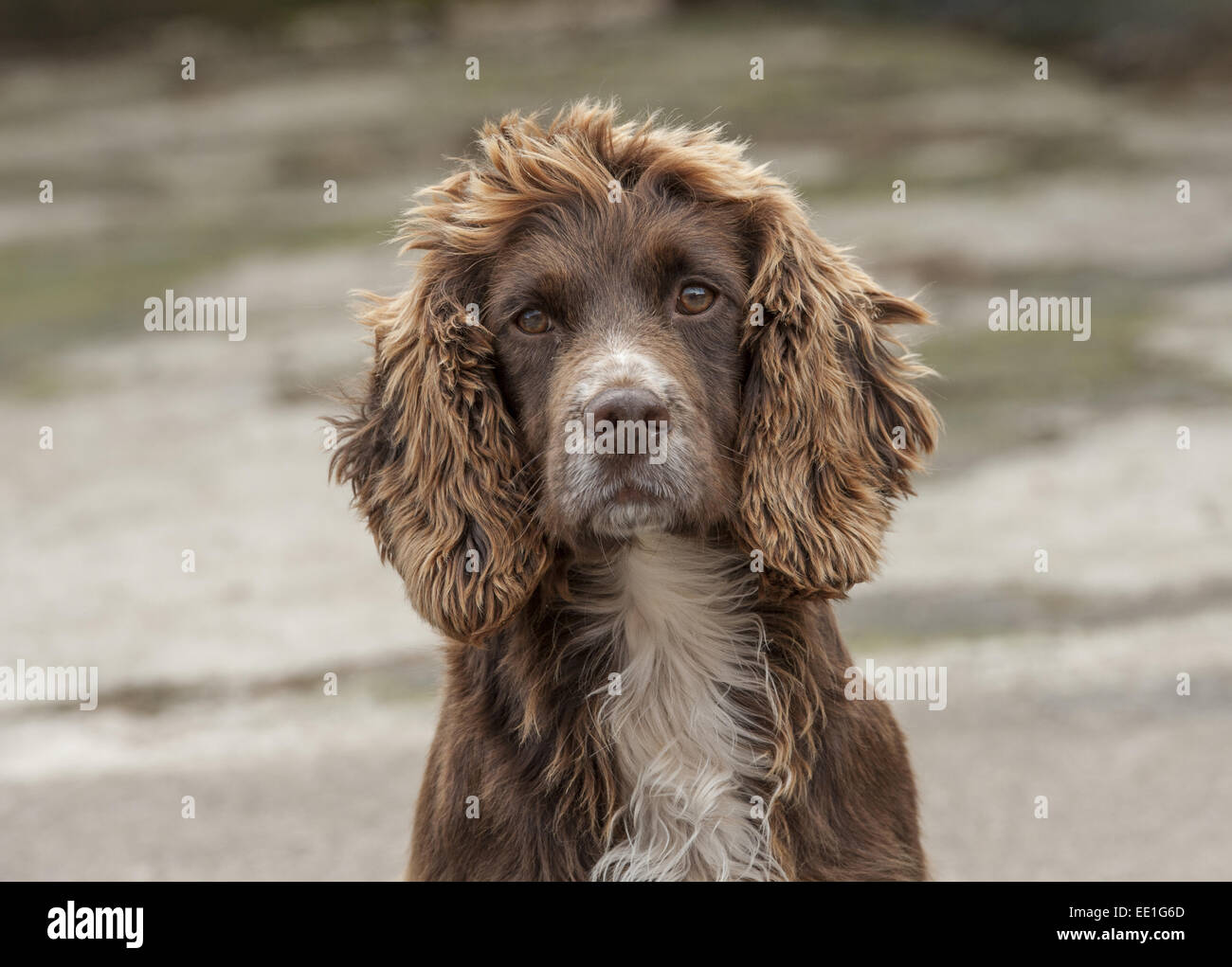 Domestic Dog, English Cocker Spaniel, working type, adult, close-up of ...