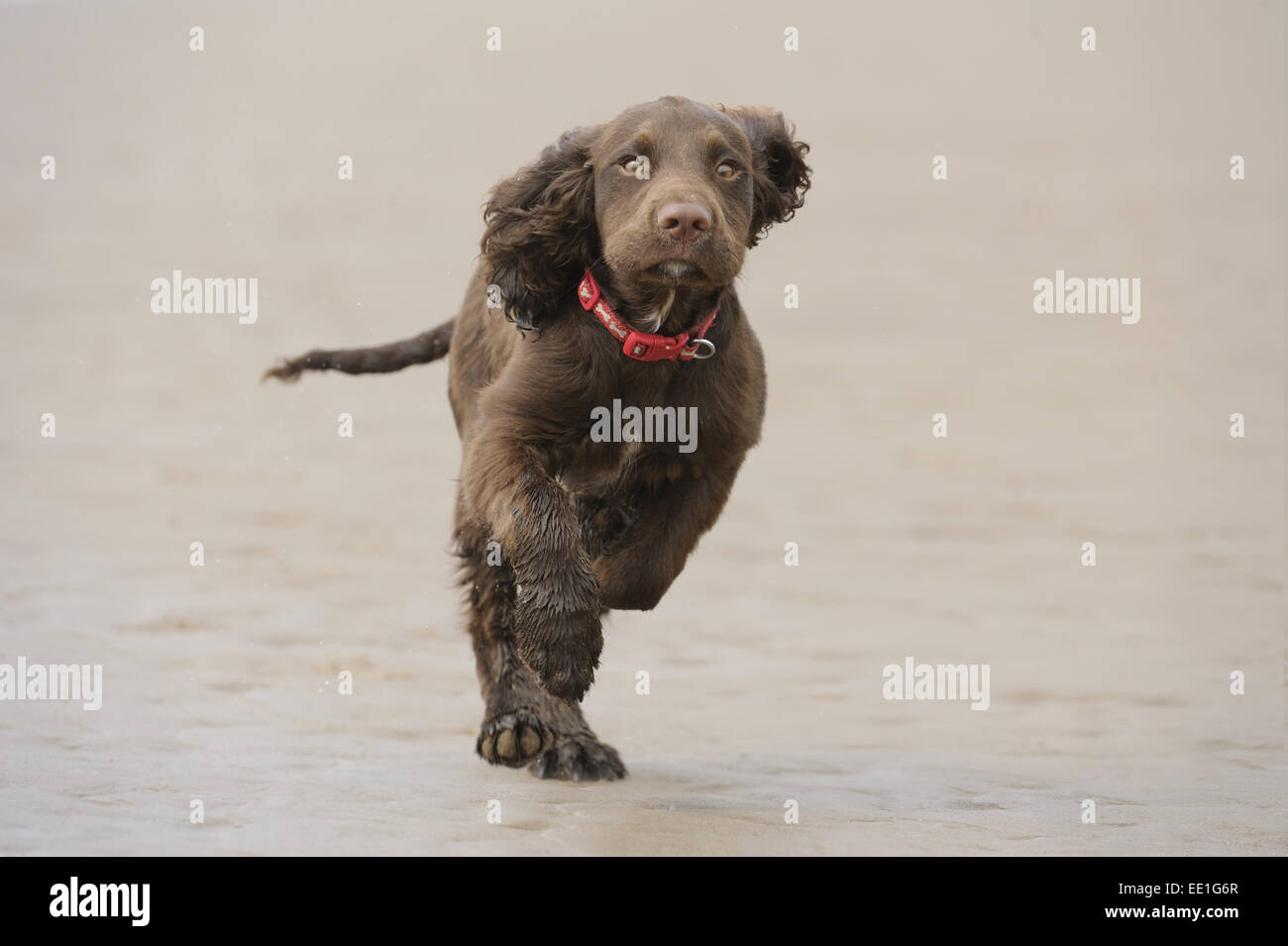 Domestic Dog, English Cocker Spaniel, working type, male puppy, sixteen ...
