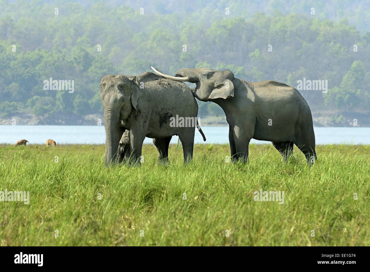 Bull elephant of jim corbett national park hi-res stock photography and ...