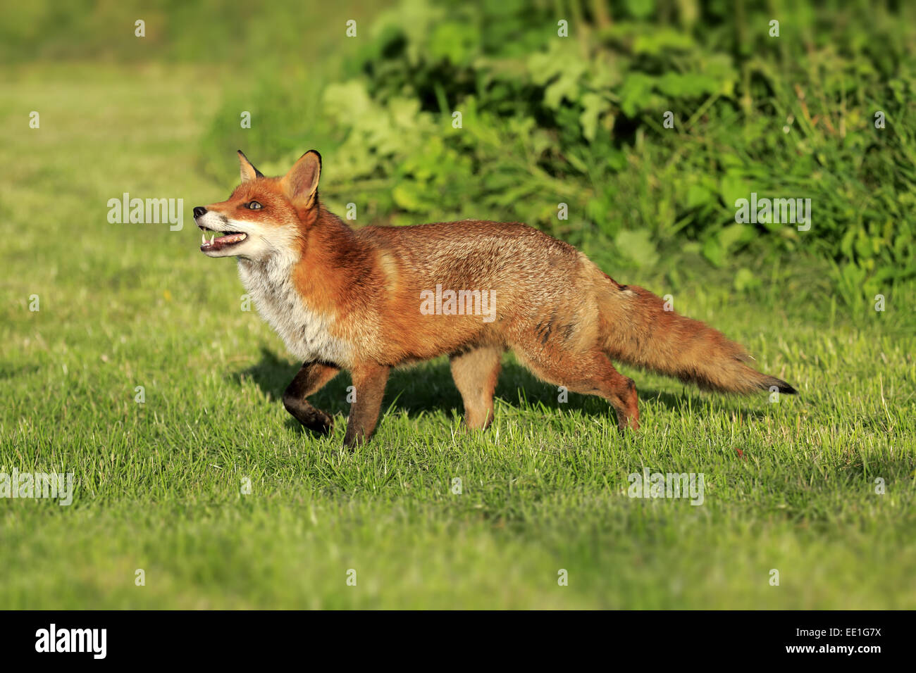European Red Fox (Vulpes vulpes) adult, walking on grass, Surrey ...