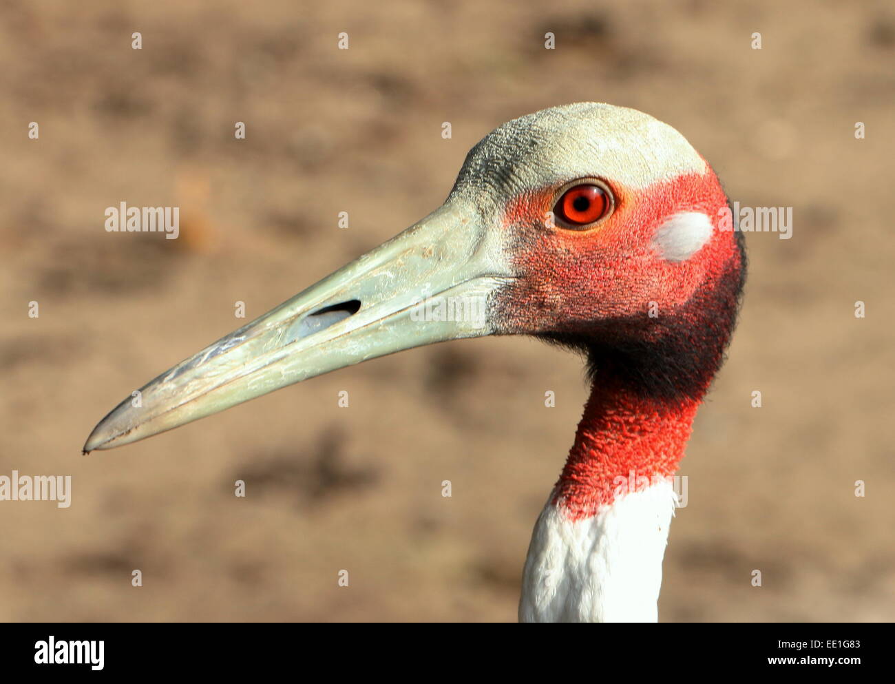 Close-up of the head and bill of an Indian Sarus Crane (Grus antigone ...