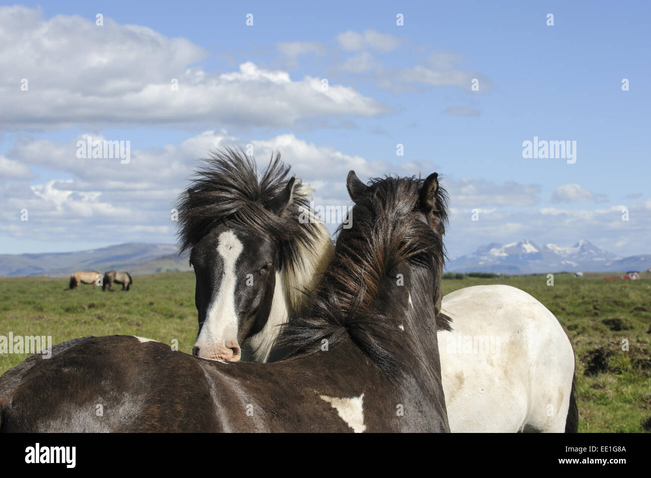 Two horse heads hi-res stock photography and images - Alamy