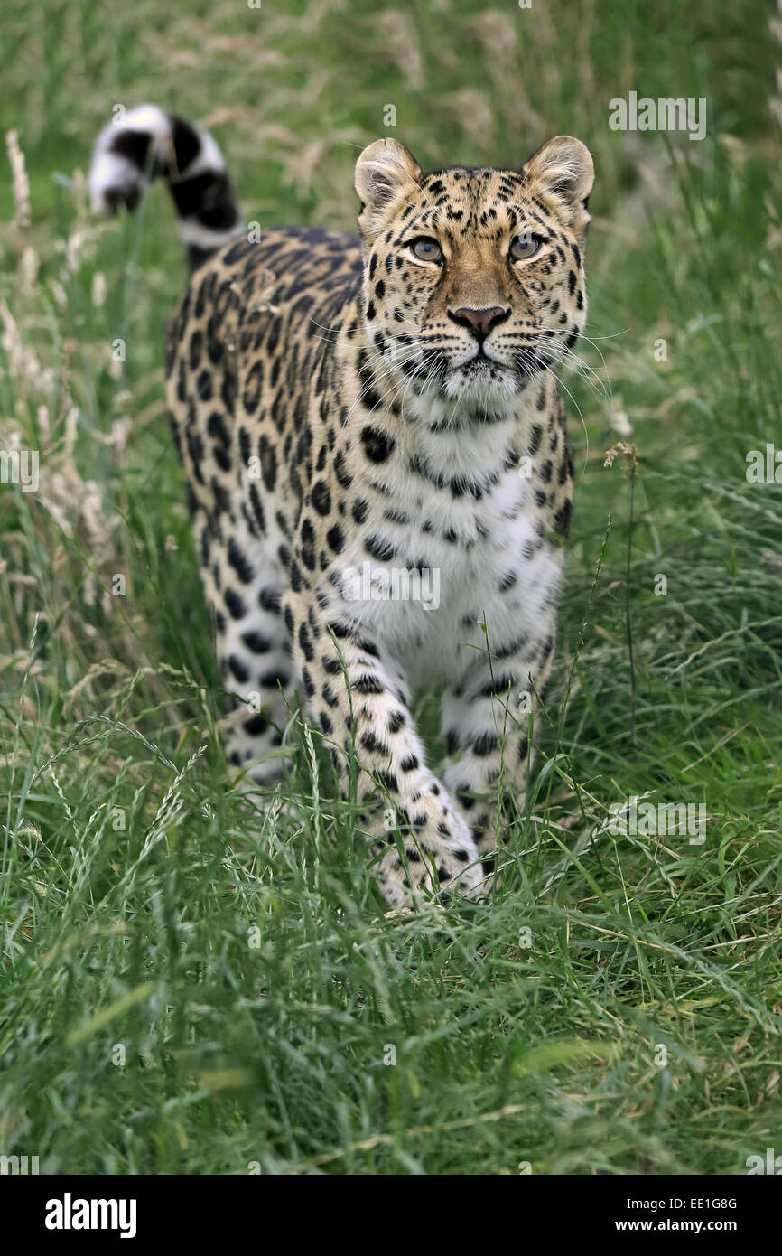 Amur Leopard (Panthera pardus orientalis) adult, walking in grass, July ...