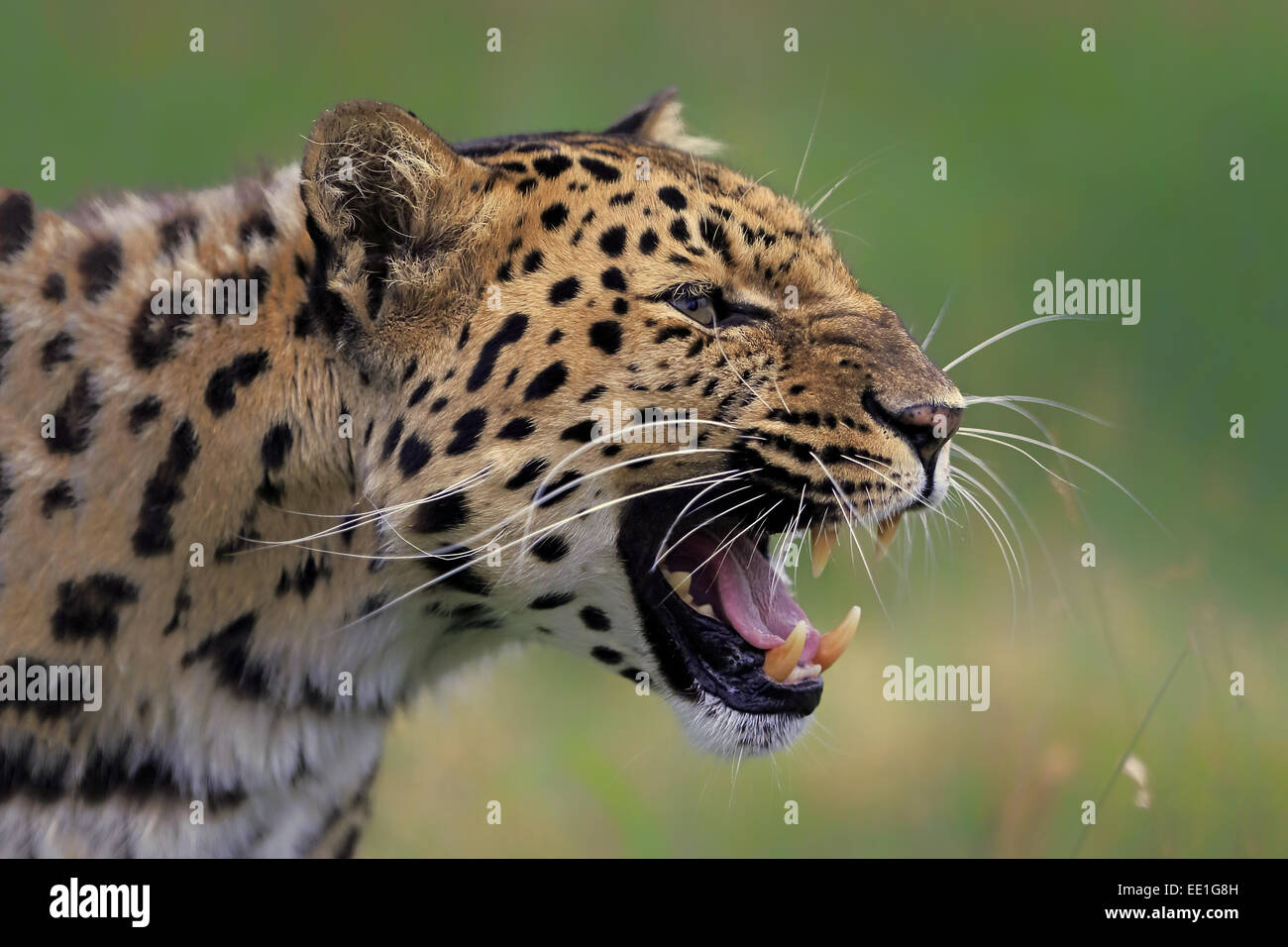 Amur Leopard (Panthera pardus orientalis) adult, close-up of head ...