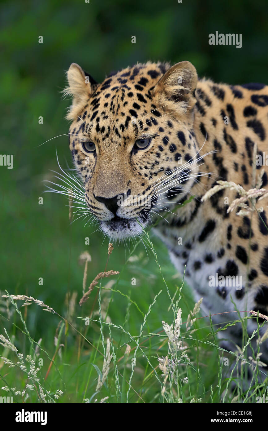 Amur Leopard (Panthera pardus orientalis) adult, close-up of head, July ...