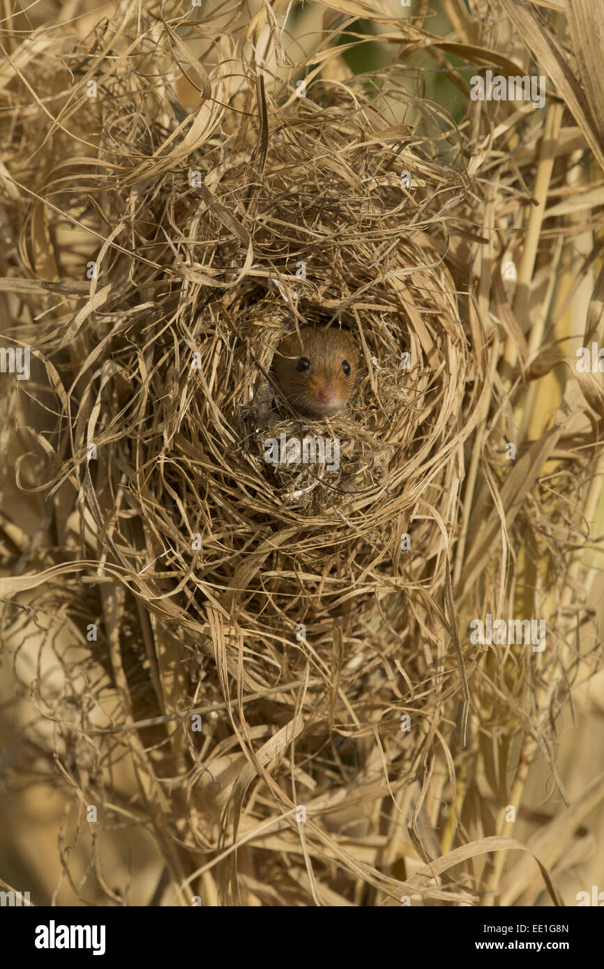 Harvest Mouse (Micromys minutus) adult female, at breeding nest in ...