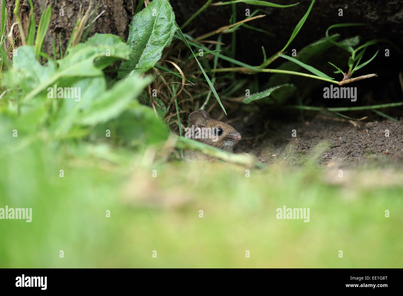 Field mouse burrow hi-res stock photography and images - Alamy