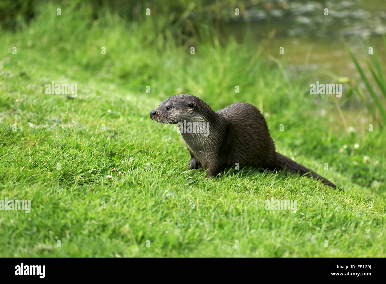 Standing on bank hi-res stock photography and images - Alamy