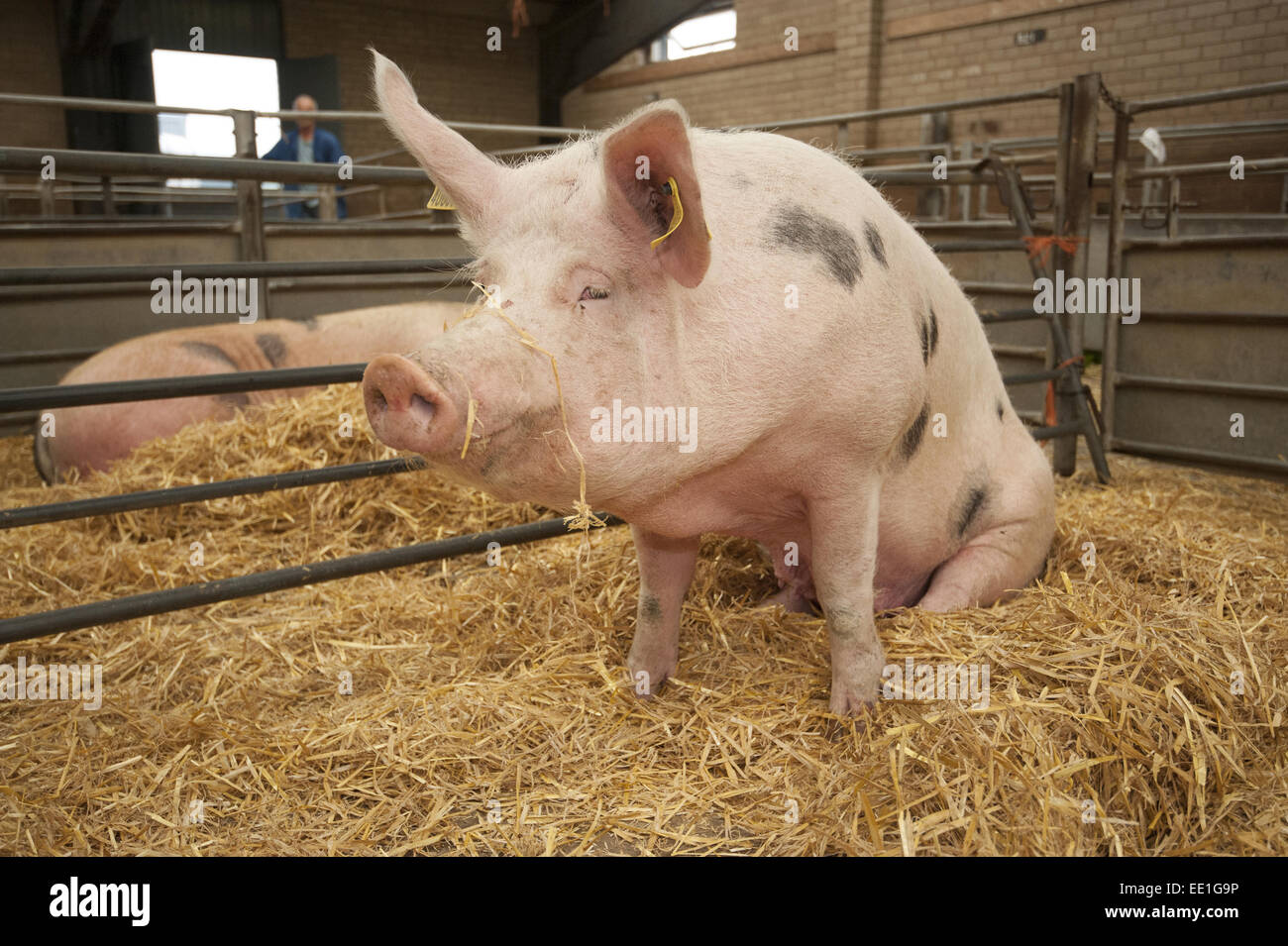 Domestic Pig, Gloucester Old Spot cross, sow, sitting in straw pen at ...