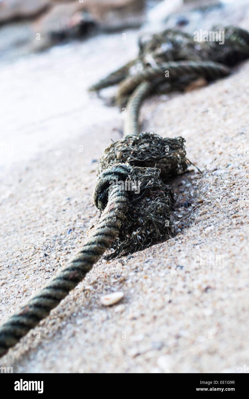 An Knot on sand beach Stock Photo - Alamy