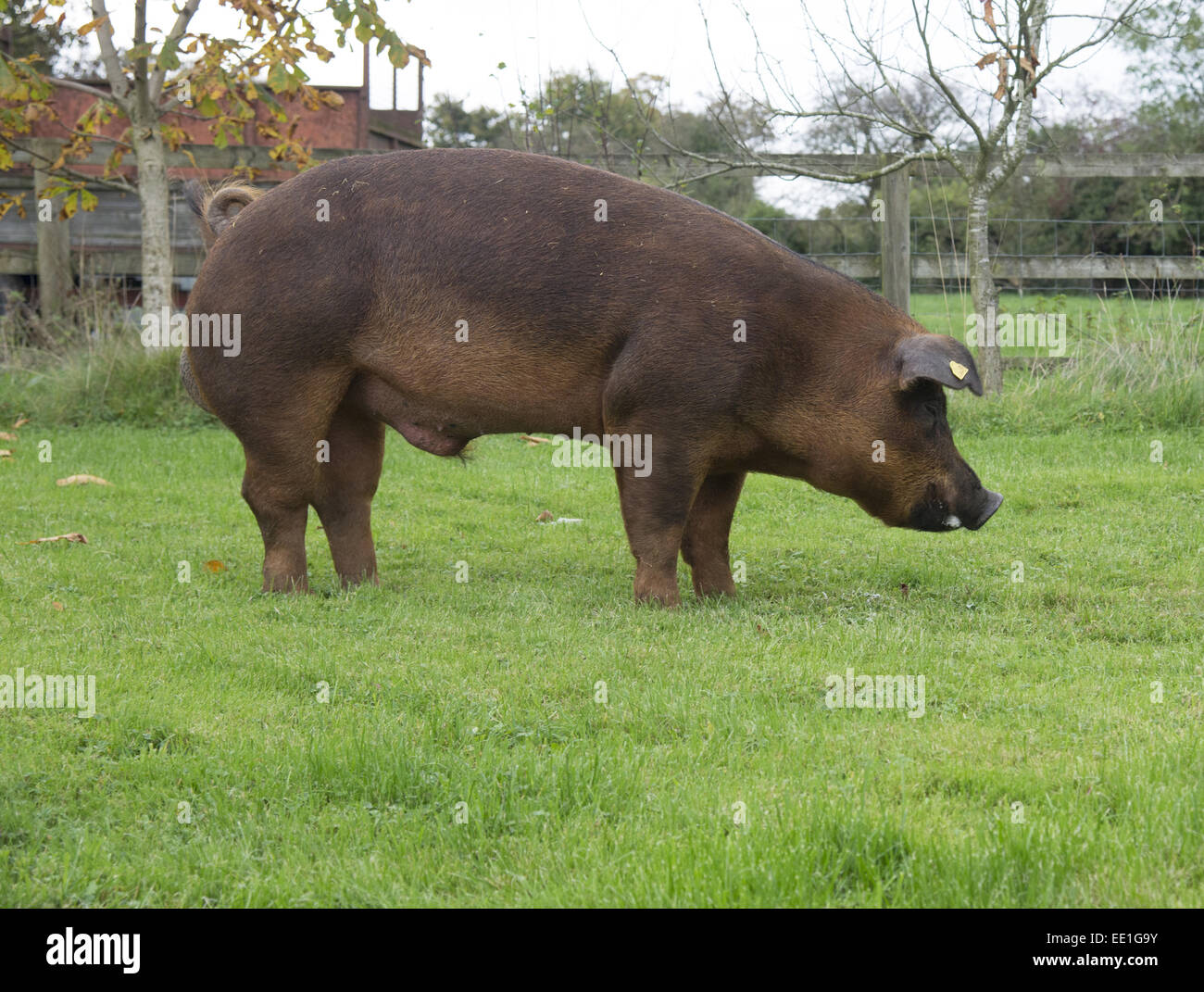Domestic Pig, Duroc, boar, standing on grass, Chester, Cheshire ...