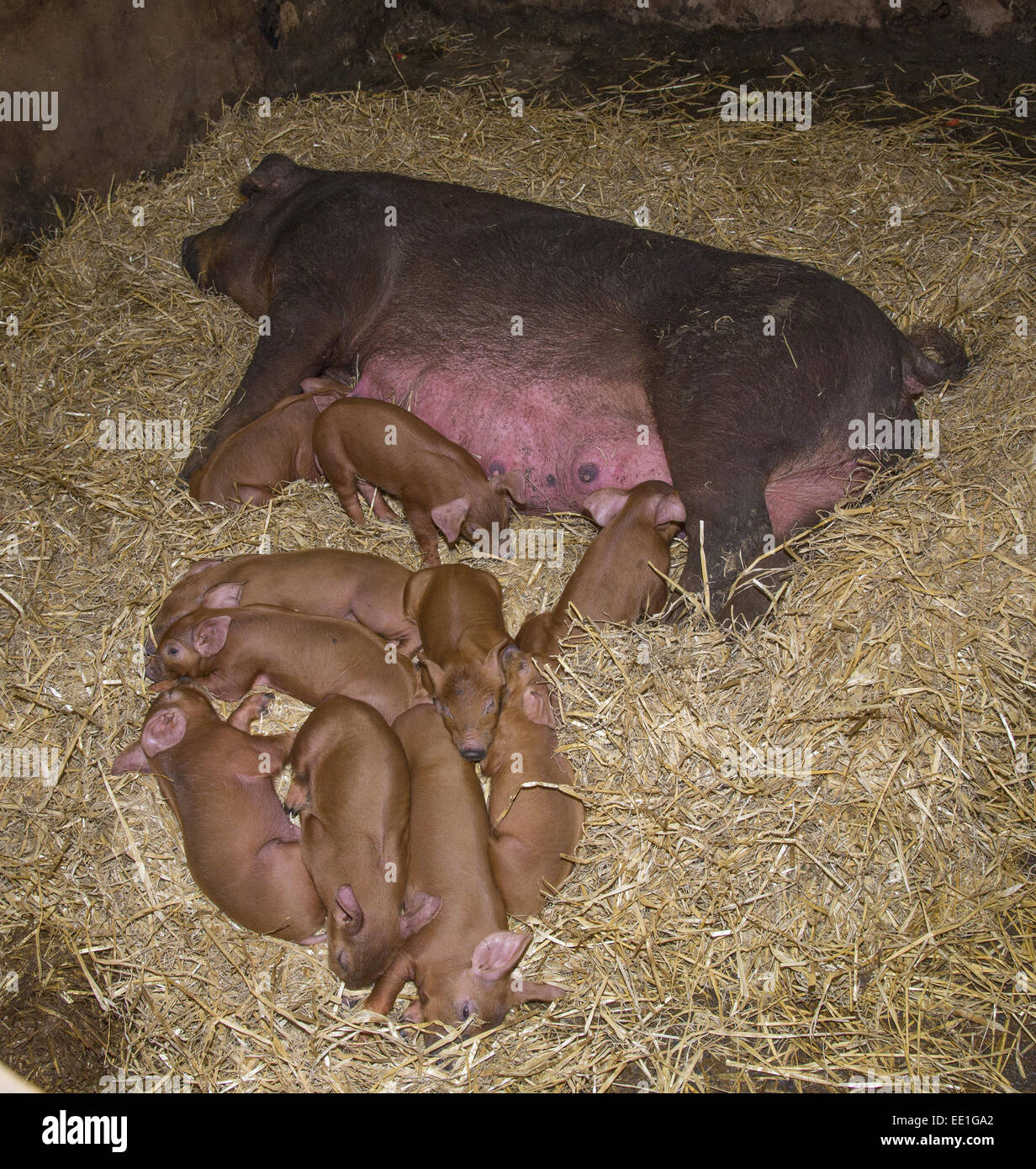 Duroc piglets hi-res stock photography and images - Alamy