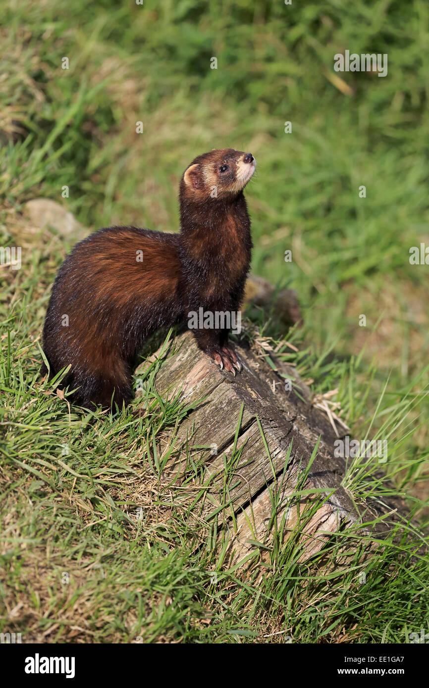Western Polecat (Mustela putorius) adult, standing on stump, Surrey ...