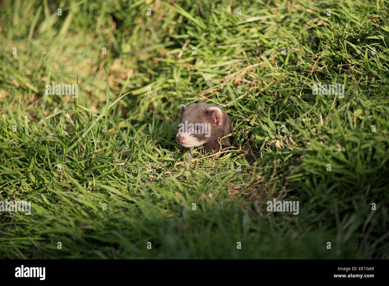 Western Polecat (Mustela putorius) baby, emerging from burrow, Surrey ...