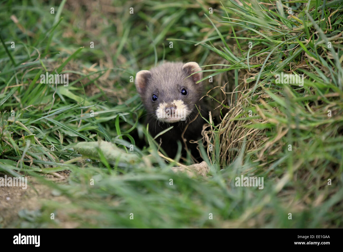 Western Polecat (Mustela putorius) baby, emerging from burrow, Surrey ...