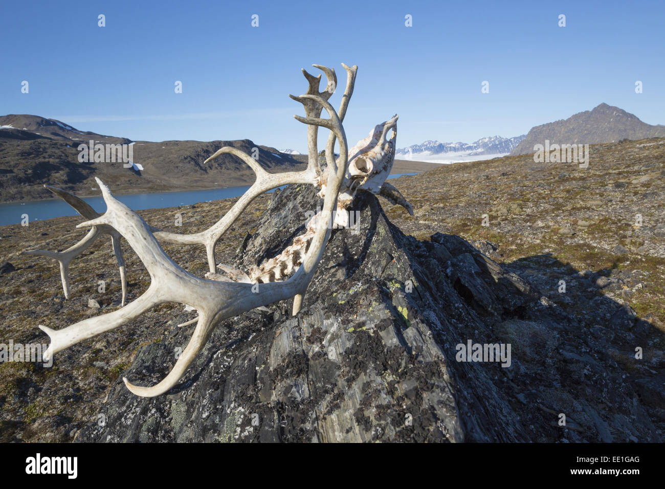 Svalbard Reindeer (Rangifer tarandus platyrhynchus) skull, on rock in ...