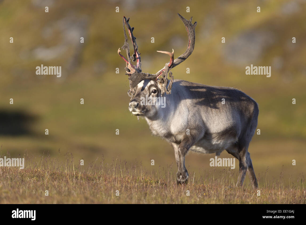Svalbard Reindeer (Rangifer tarandus platyrhynchus) adult male ...