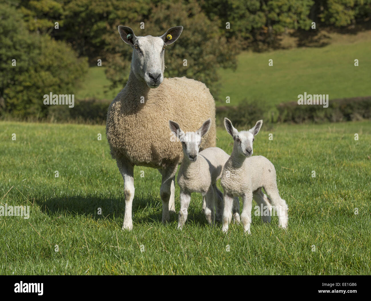 Domestic Sheep, Blue-faced Leicester, ewe with twin lambs, standing in ...
