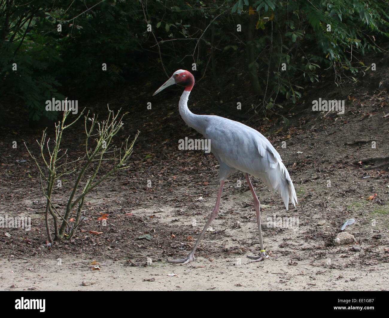 Sarus indian crane bird hi-res stock photography and images - Alamy