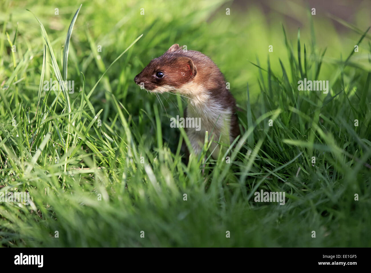 Stoat (Mustela erminea) adult, standing amongst grass, Surrey, England ...