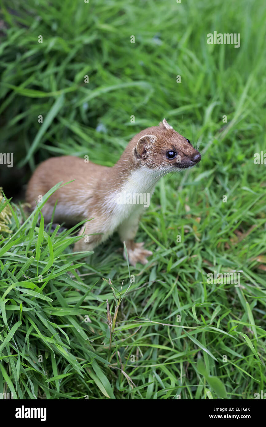 Stoat (Mustela erminea) adult, emerging from hole, Surrey, England ...