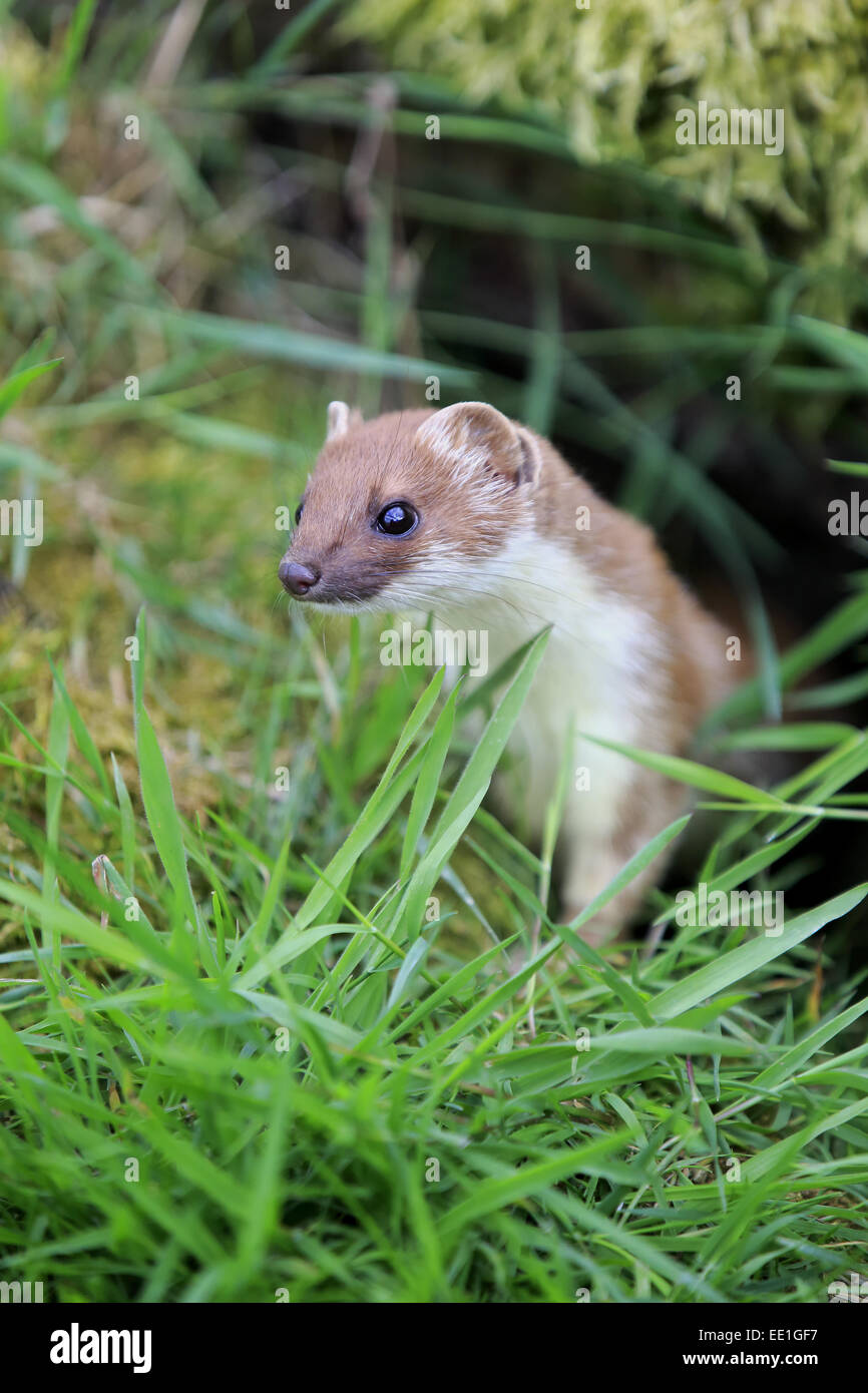 Eurasian stoat hi-res stock photography and images - Alamy