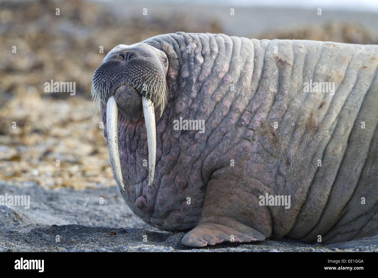 Walrus tusk mammal marine maritime hi-res stock photography and images ...