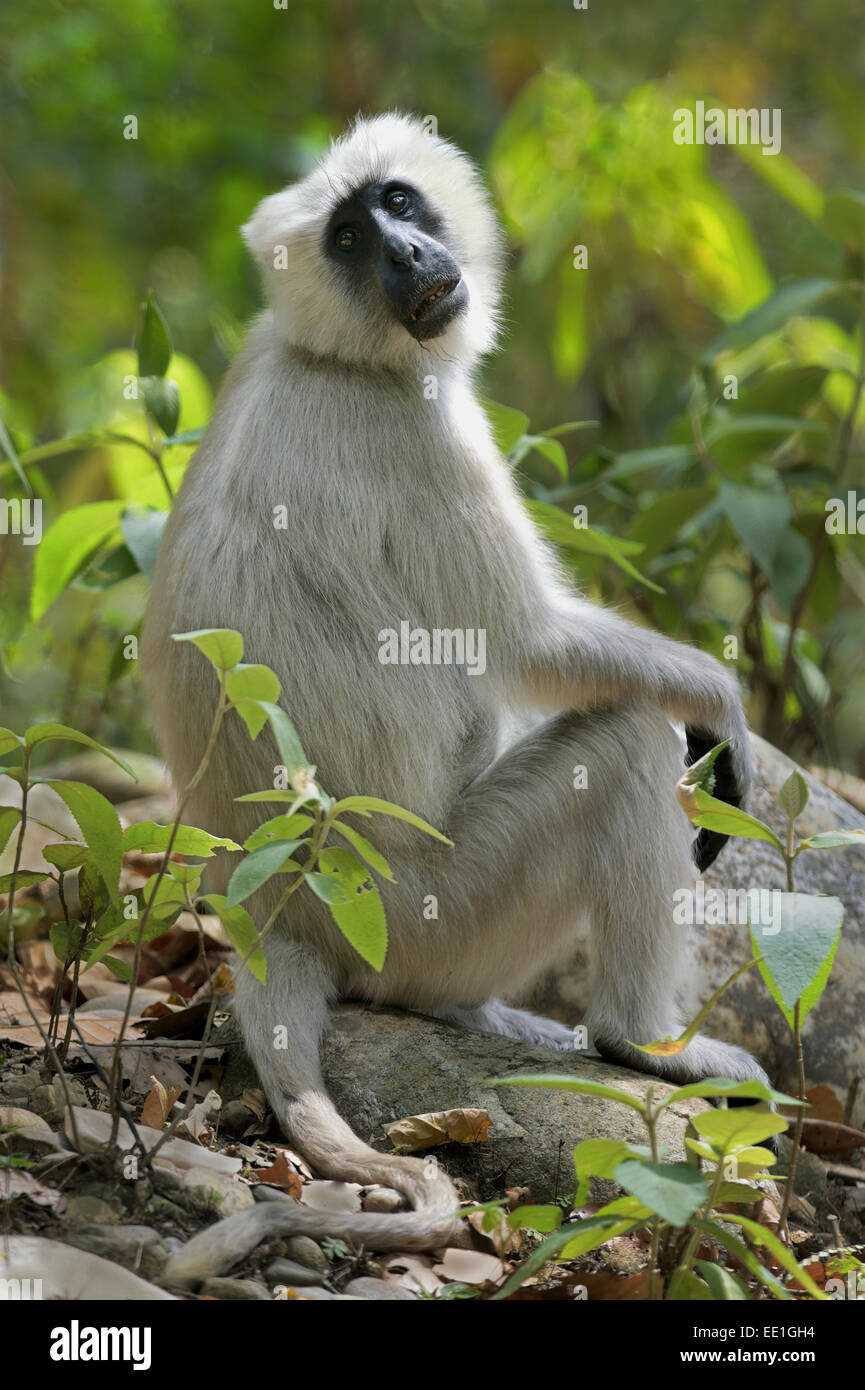 Common langur presbytis entellus sitting on hi-res stock photography ...