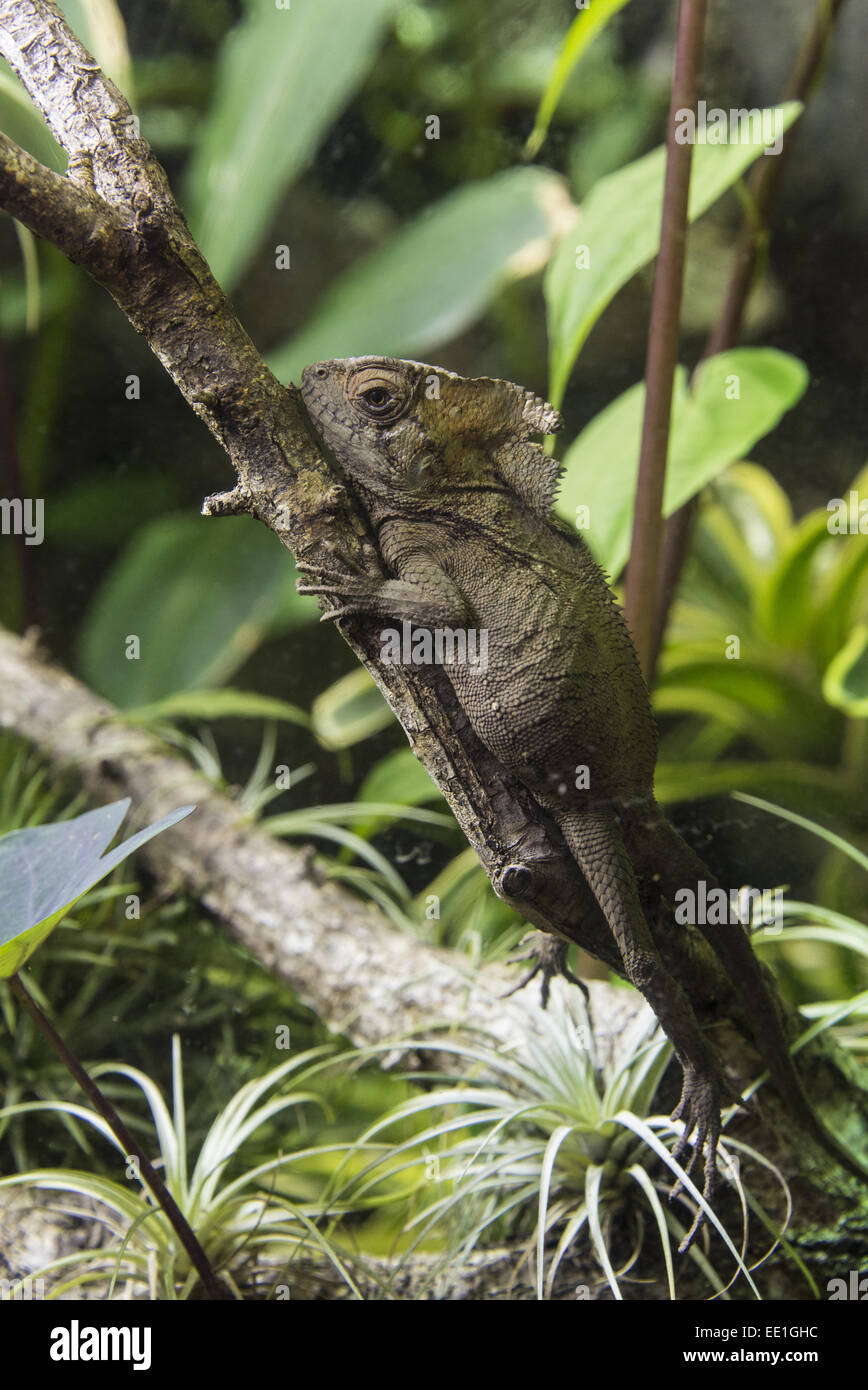 Helmeted Iguana (Corytophanes cristatus) adult, resting on branch ...