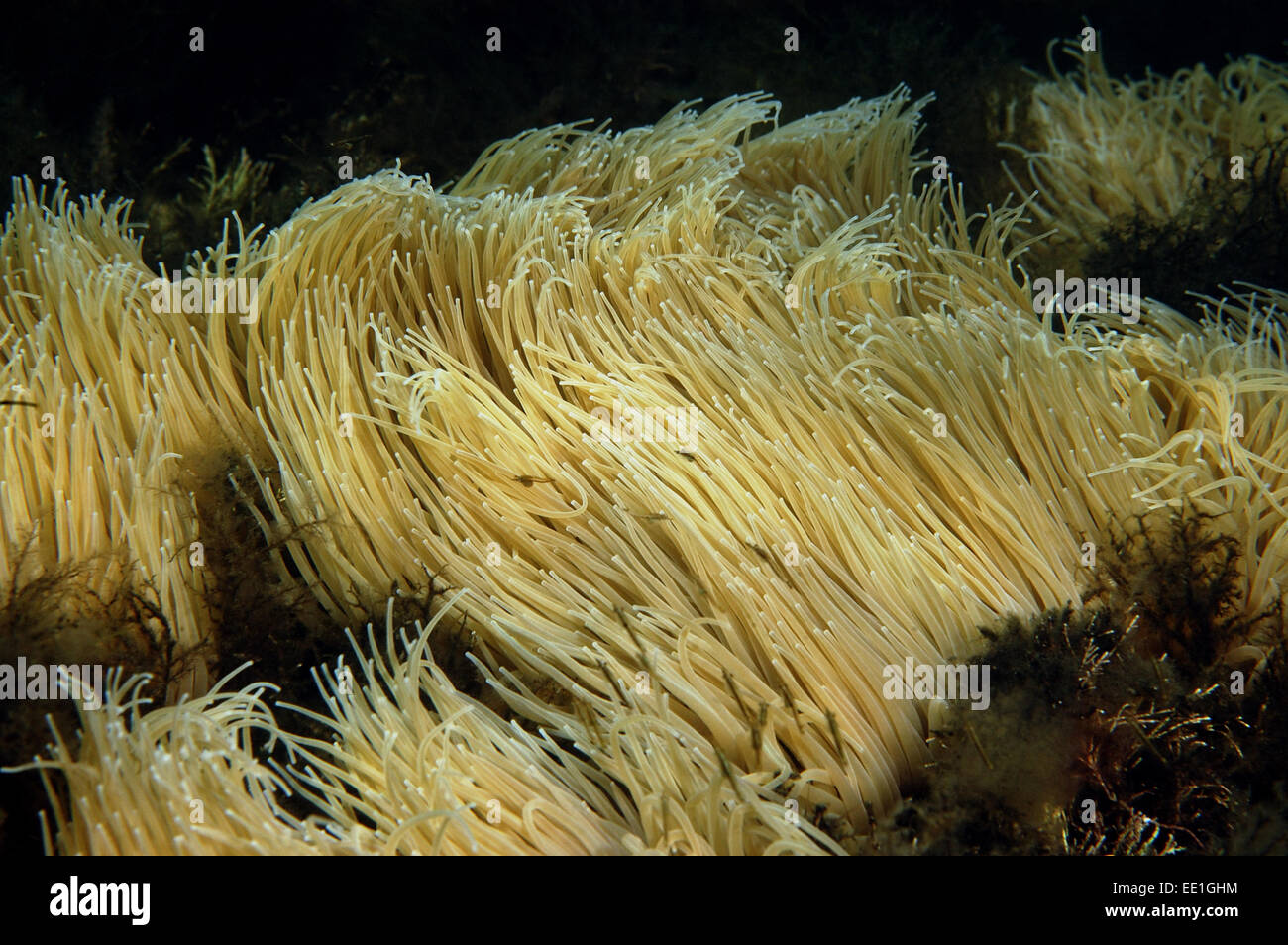 Snakelocks Anemone (Anemonia viridis) adults, group with tentacles ...