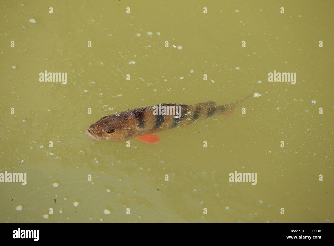 English perch perca fluviatilis hi-res stock photography and images - Alamy