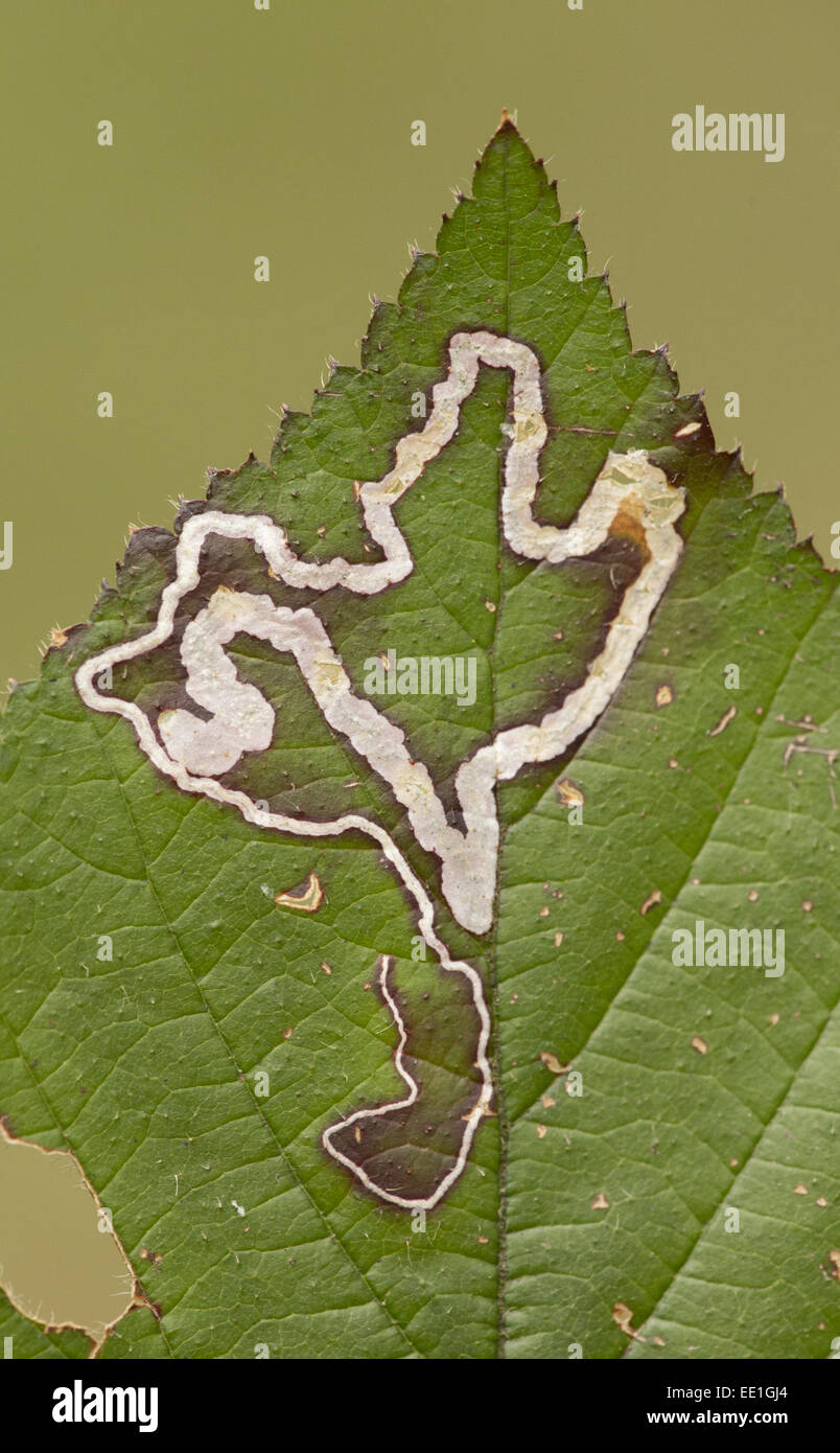 Leaf Mine Moth (Stigmella aurella) larval mines in bramble leaf ...
