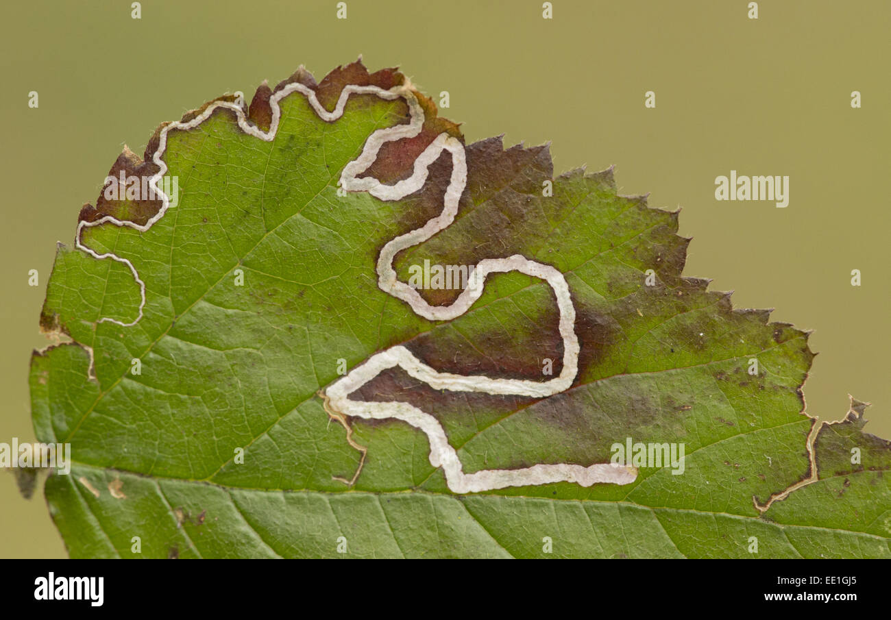 Leaf Mine Moth (Stigmella aurella) larval mines in bramble leaf ...