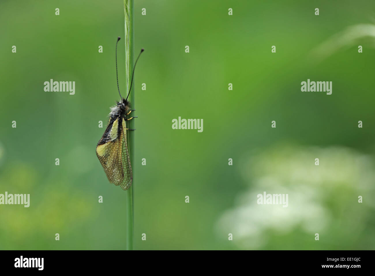 Butterfly lion hi-res stock photography and images - Alamy