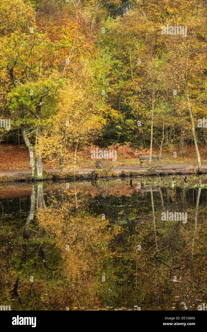 Stunning vibrant Autumn woodland reflected in still lake water ...
