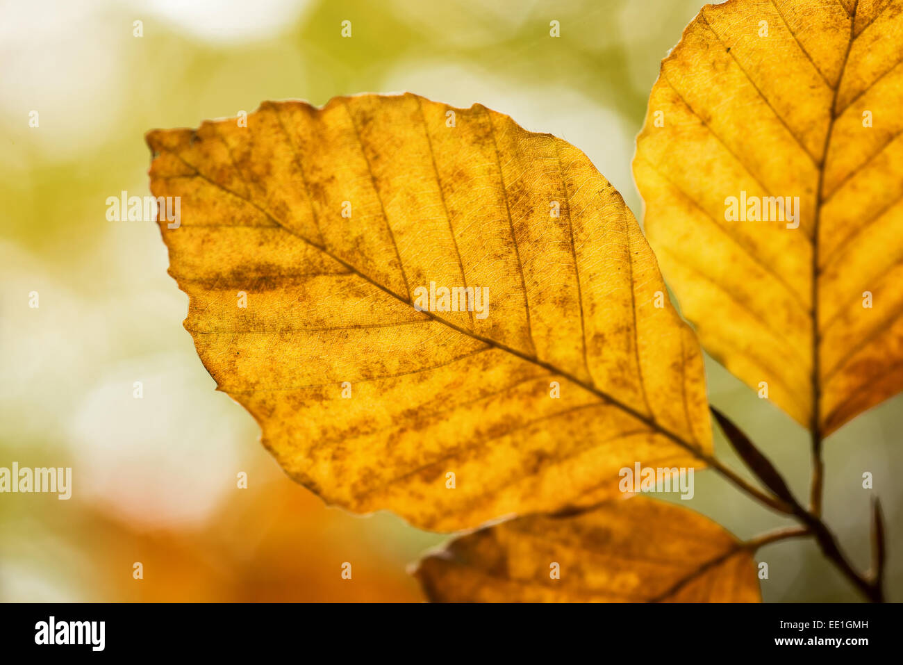 Golden beech tree hi-res stock photography and images - Alamy