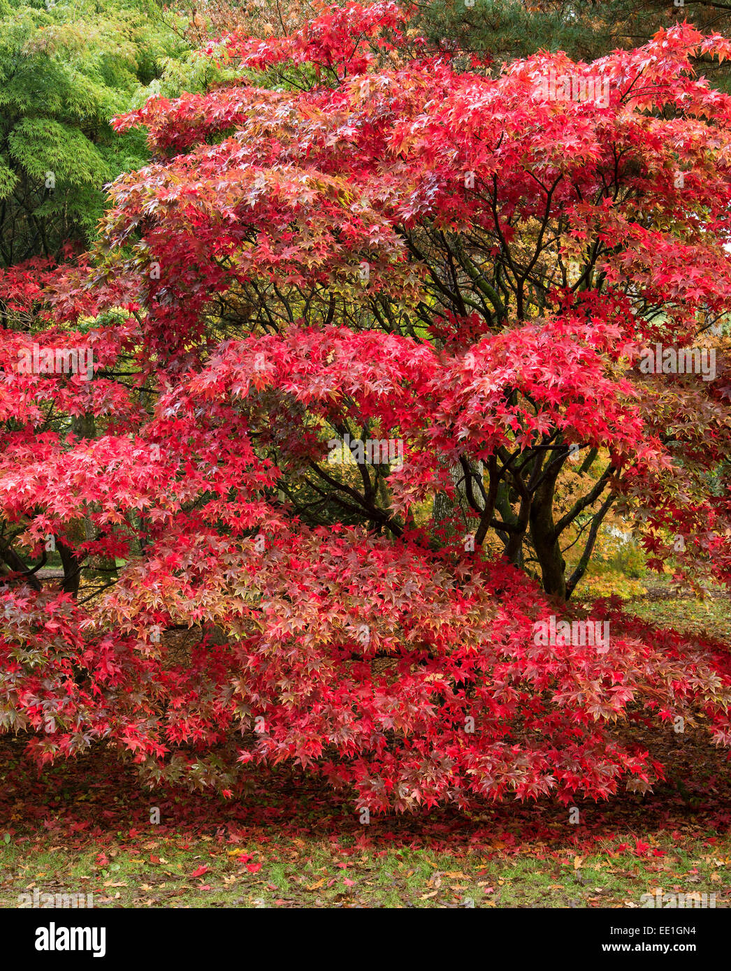 Beautiful japanese maple acer hi-res stock photography and images - Alamy