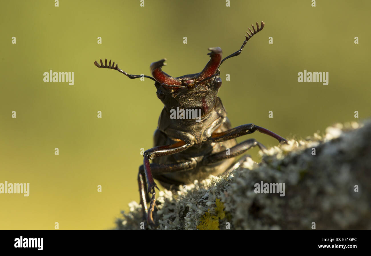Greater Stag Beetle (Lucanus cervus) adult male, on lichen covered ...