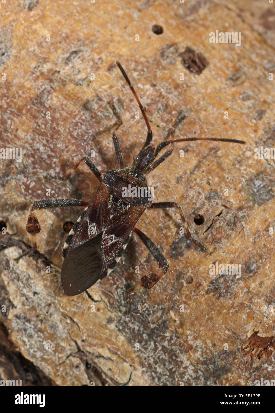 Western Conifer Seedbug (Leptoglossus occidentalis) introduced invasive ...