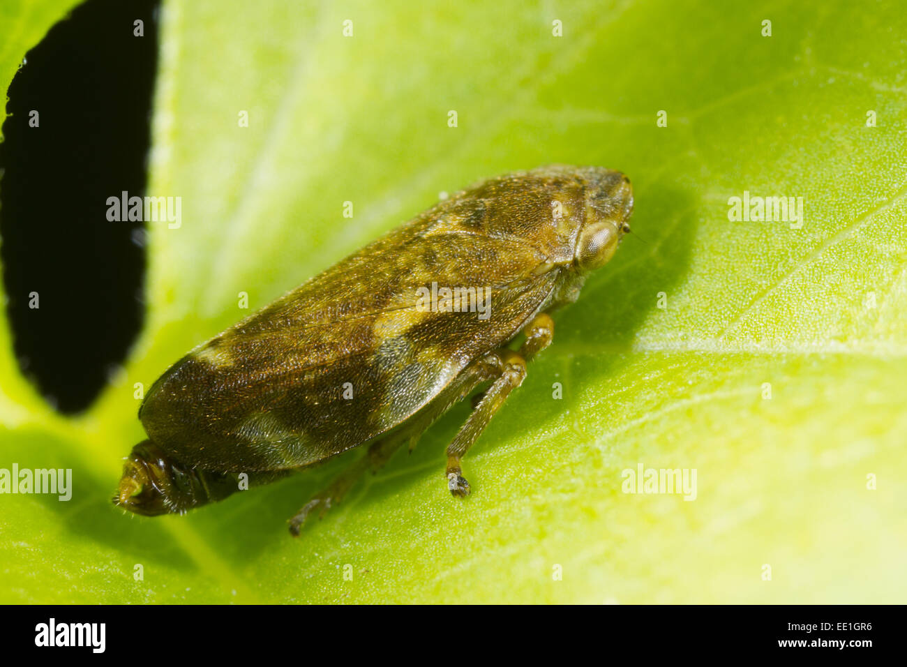 Adult Froghopper High Resolution Stock Photography and Images - Alamy