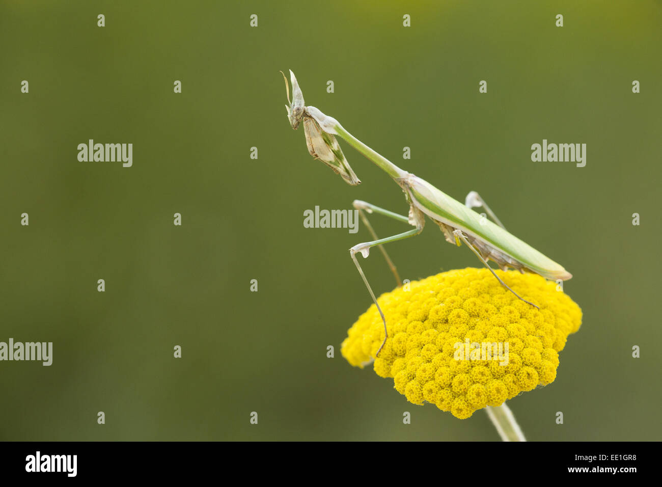 Empusa mantis hi-res stock photography and images - Alamy