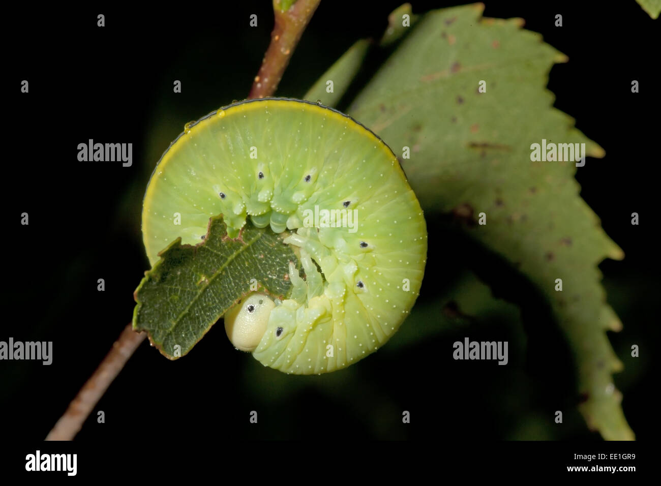 Large Birch Sawfly (Cimbex femoratus) larva, feeding on birch leaf ...